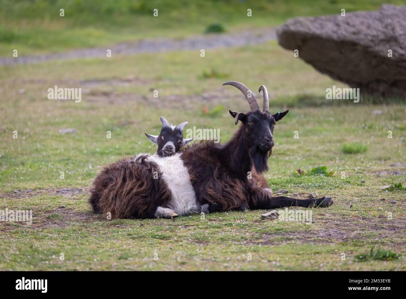 Ferals goats on the coast path from Lynton to Hunters Inn in the Valley ...
