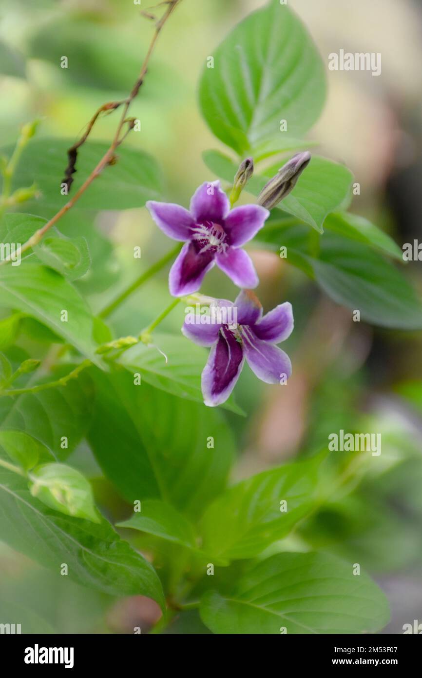 Natural Art Morning Click Stock Photo - Alamy