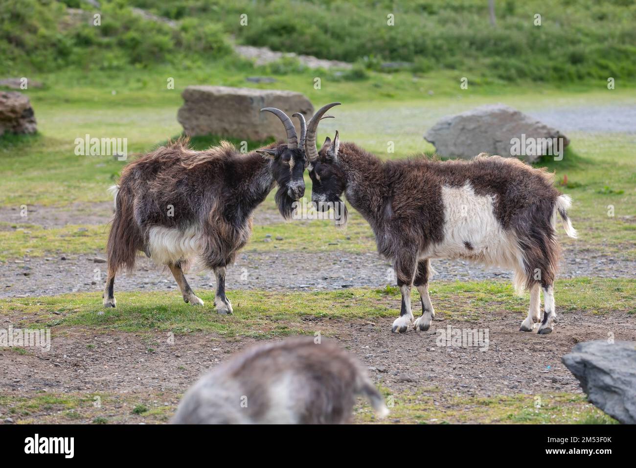 Ferals goats on the coast path from Lynton to Hunters Inn in the Valley ...