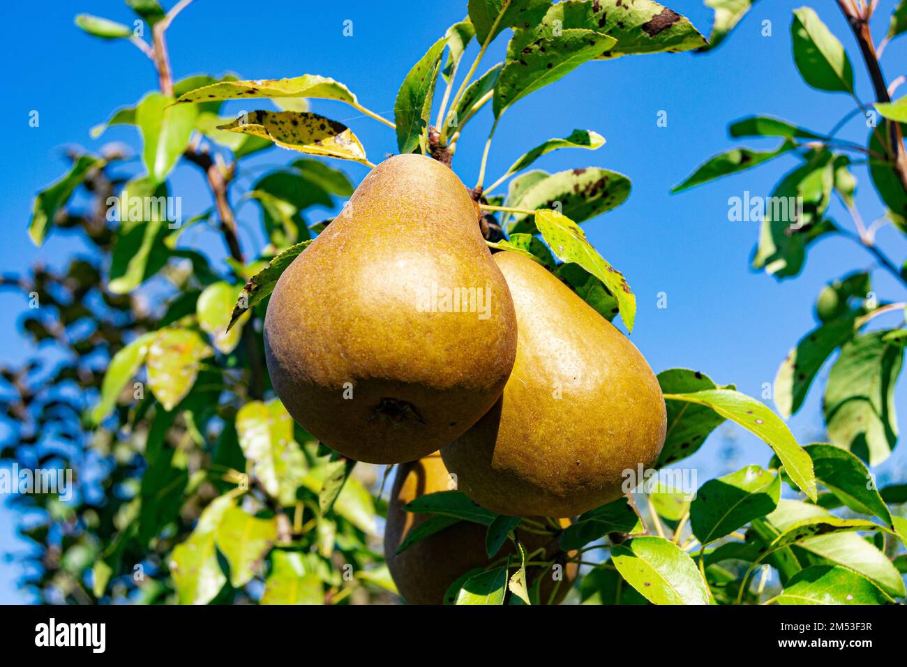 Photography on theme beautiful fruit branch pear tree with natural ...