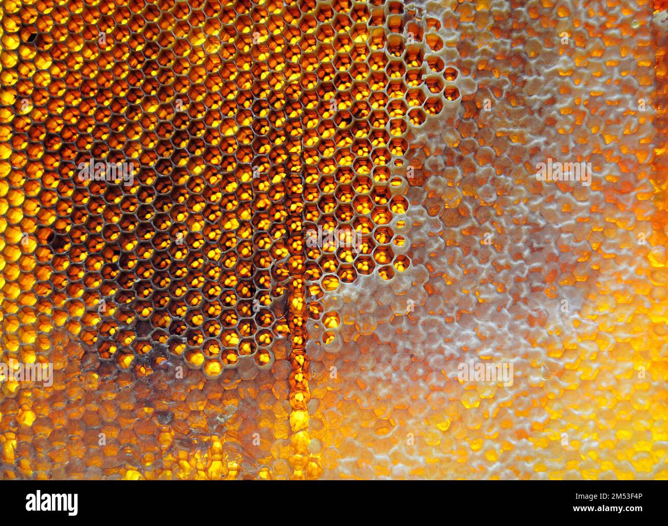 Drop of bee honey drip from hexagonal honeycombs filled with golden ...