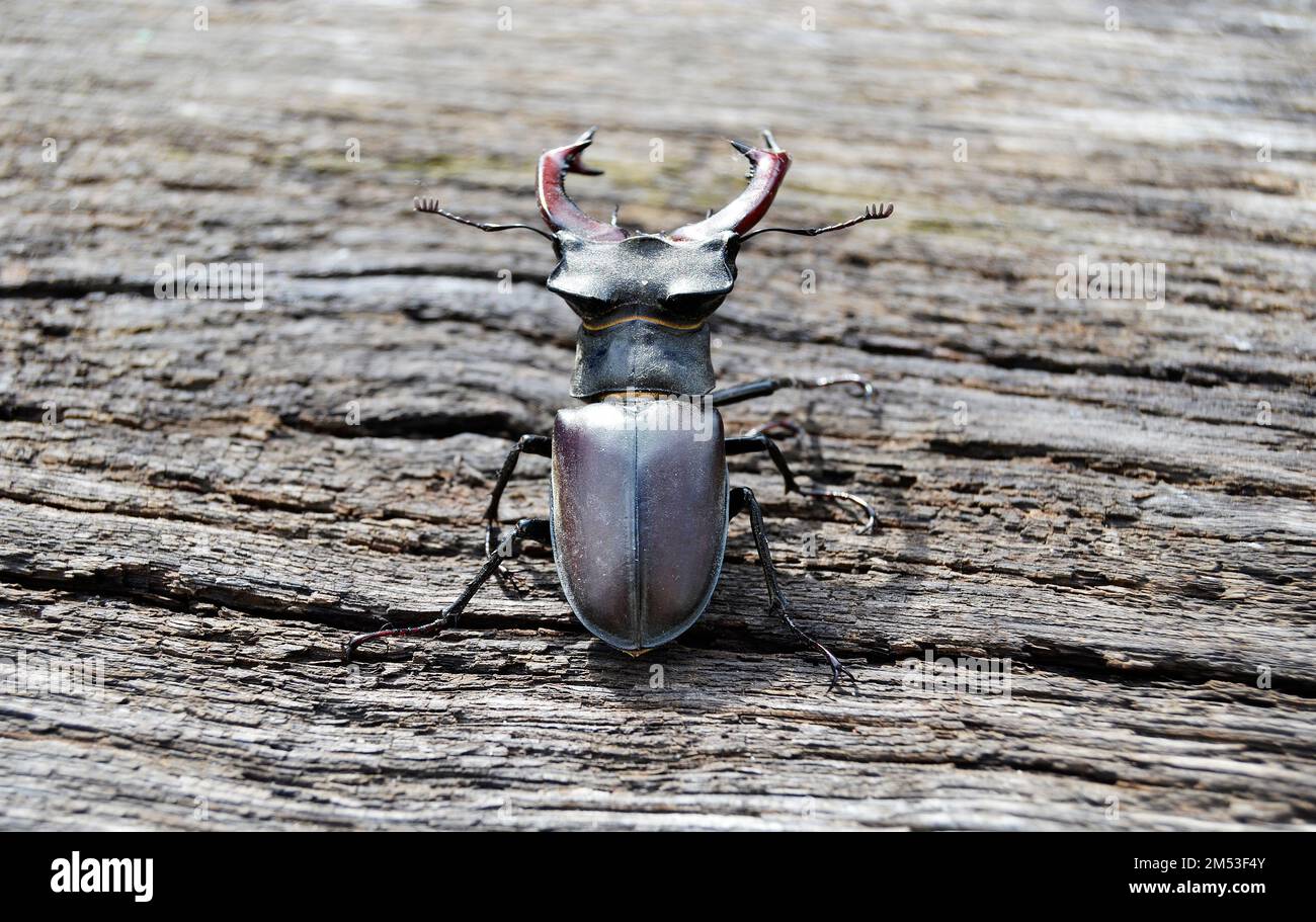 Male stag beetle with long and sharp jaws in wild forest sitting on the ...