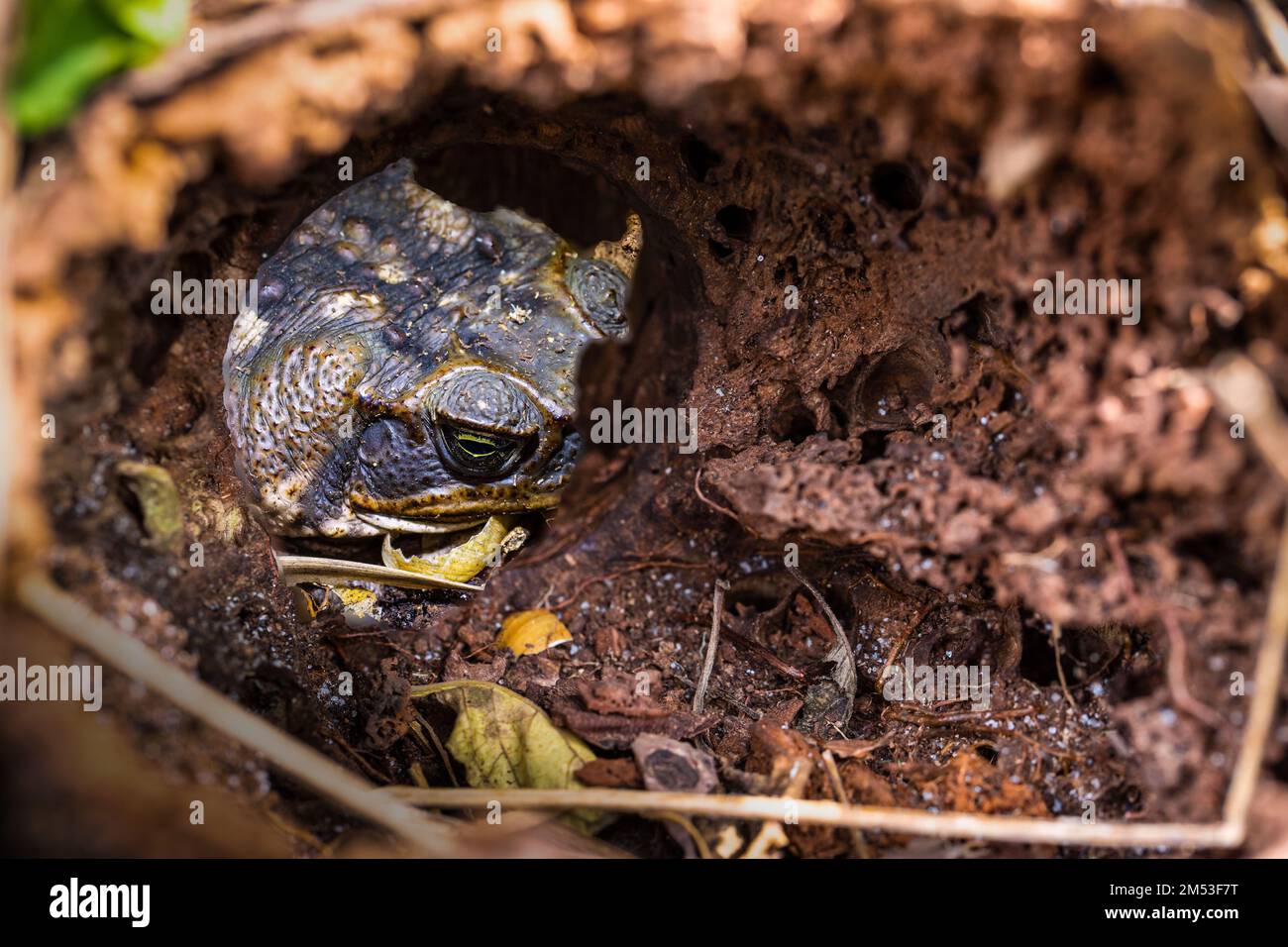 A closeup shot of a textured toad hiding in a hole in bark Stock Photo ...