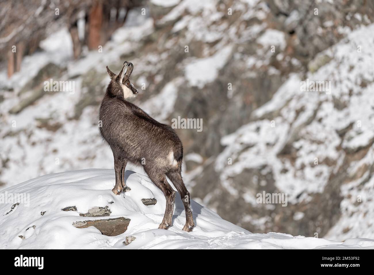 Alpine chamois on snow hi-res stock photography and images - Alamy