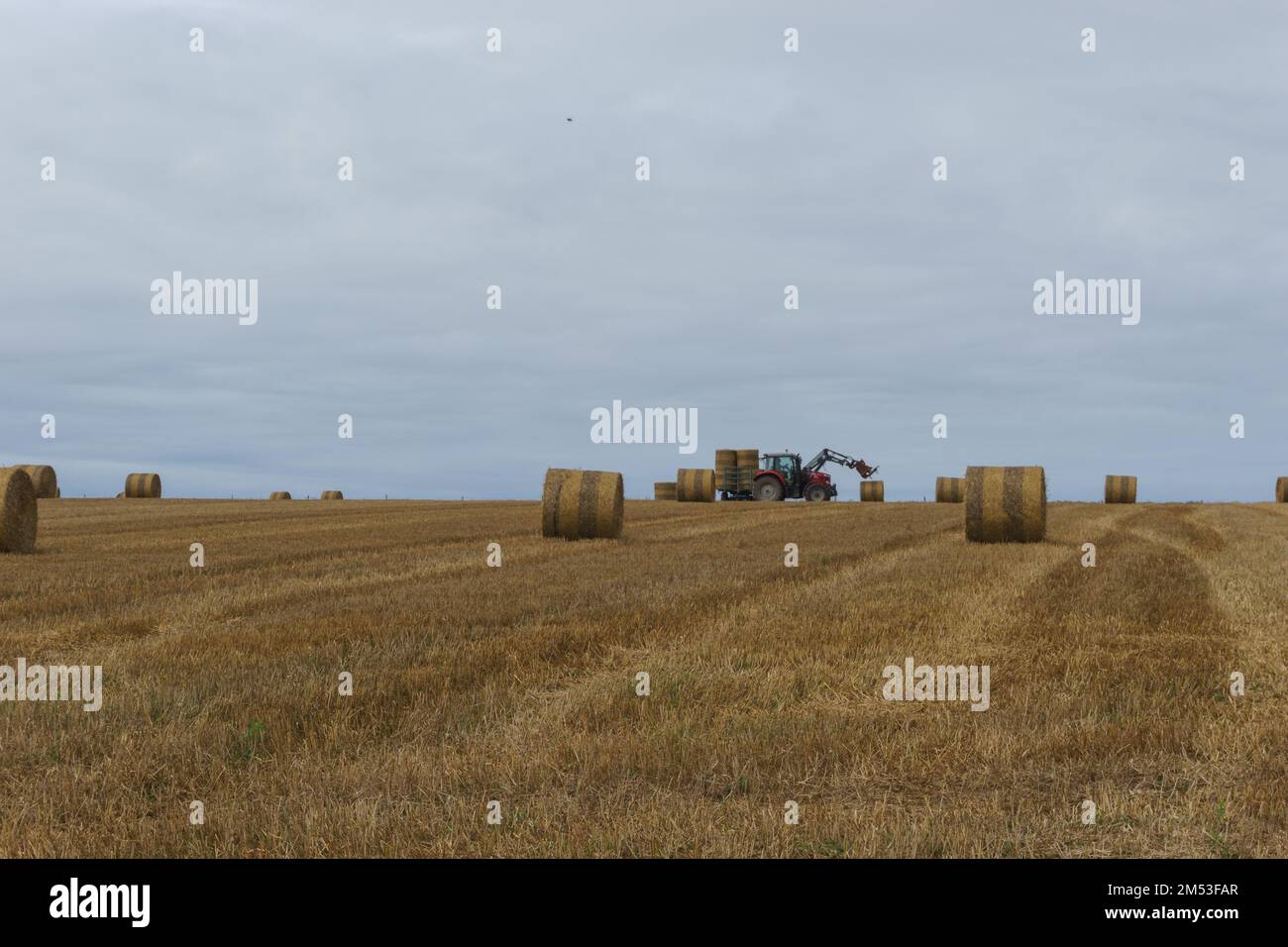 tractor collects dry grass in straw bales in summer wheat field ...