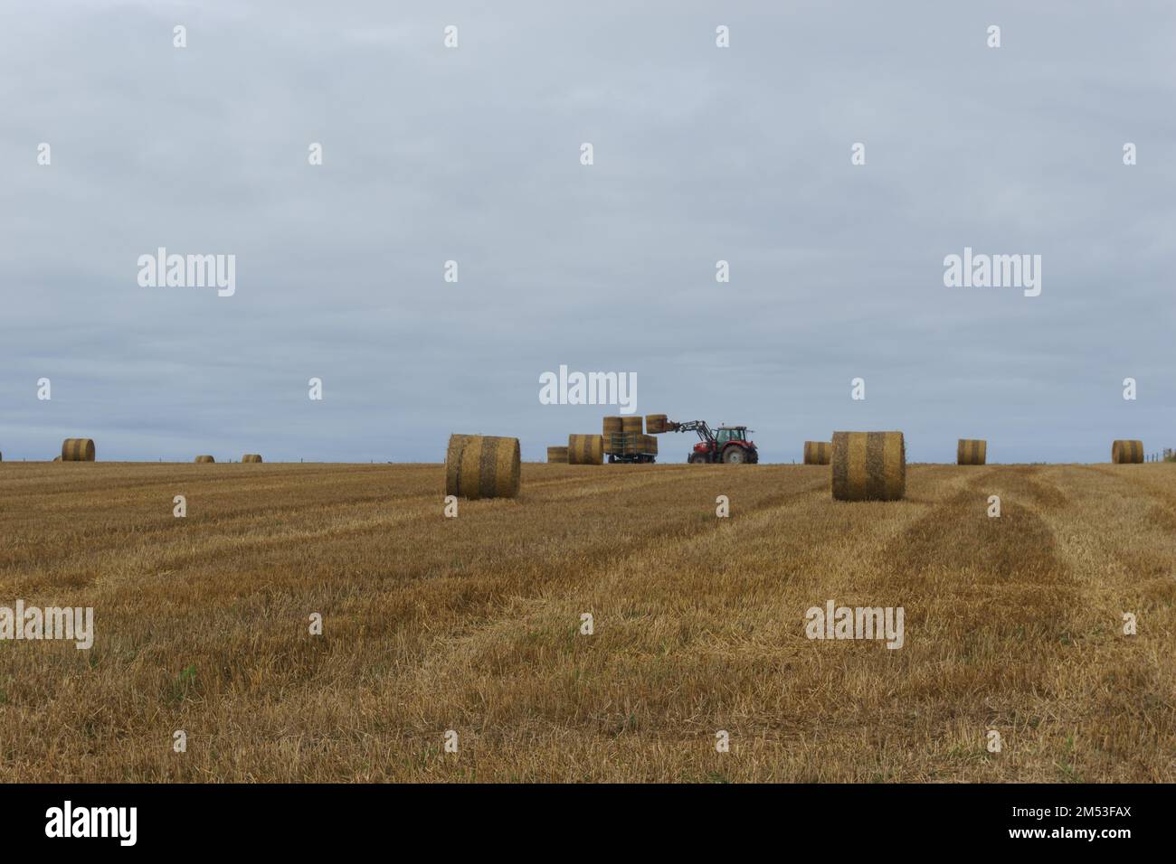 tractor collects dry grass in straw bales in summer wheat field ...