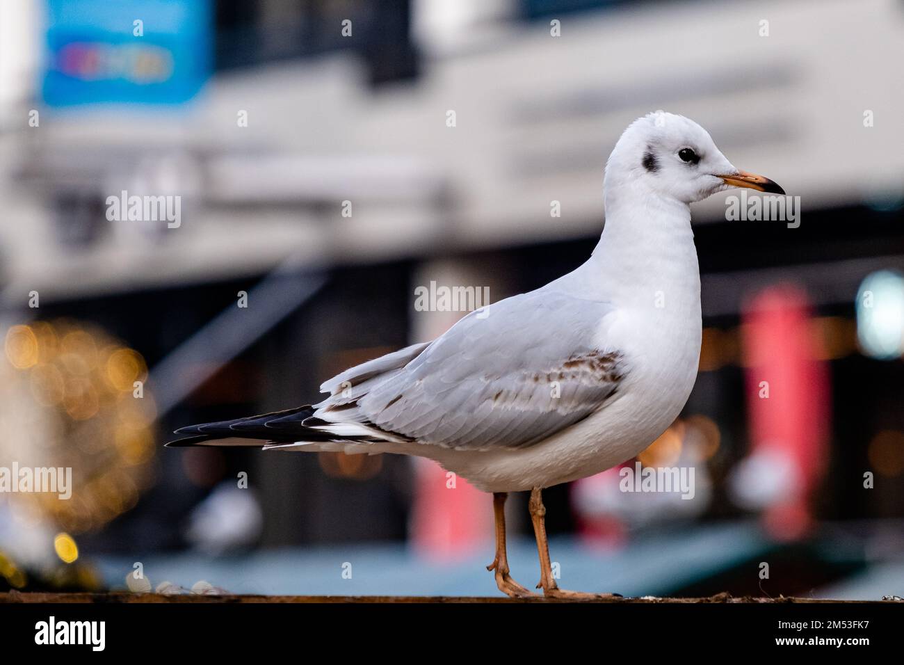 Seagull side view bird hi-res stock photography and images - Alamy