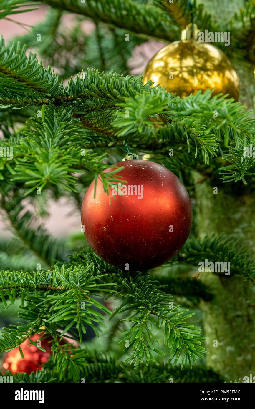 Gold and green tree hi-res stock photography and images - Alamy