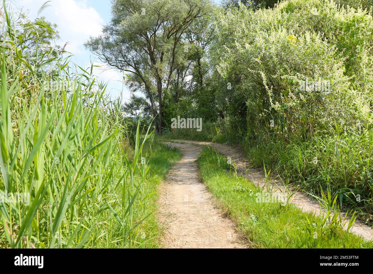 Landscape on the way in the marsh field. Dry dirt road between swamp ...