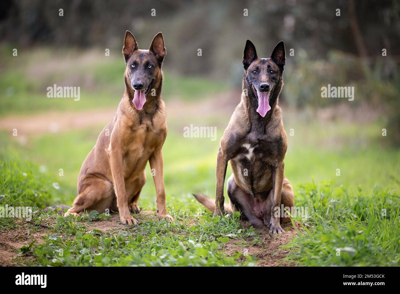 Couple posing two dogs hi-res stock photography and images - Alamy