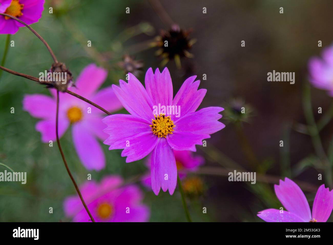 Beautiful blooming bright pink cosmos flowers, growing in the garden ...