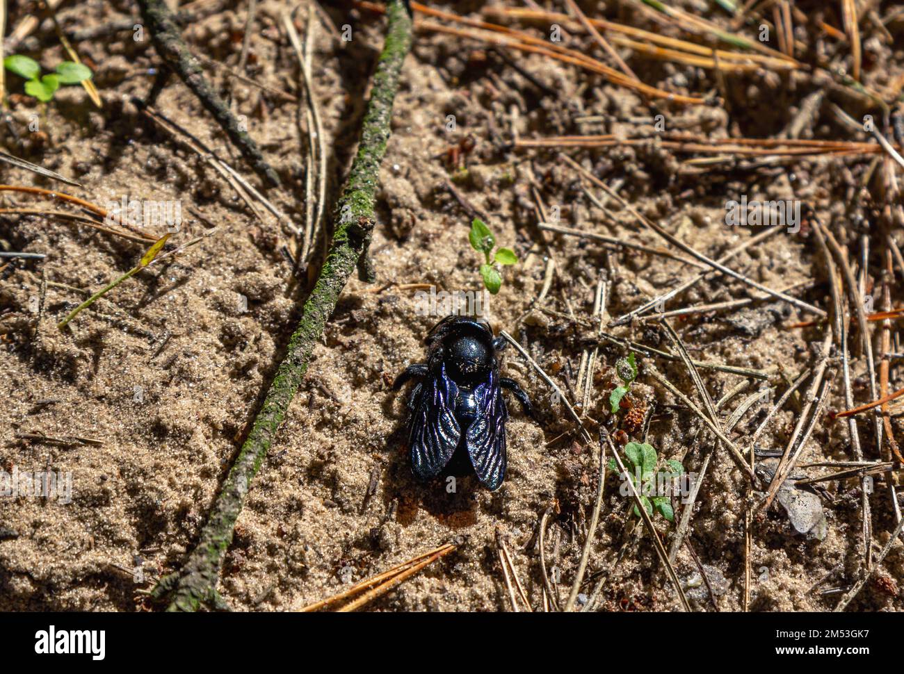 Close up Xylocopa violacea, the violet carpenter bee with black body ...