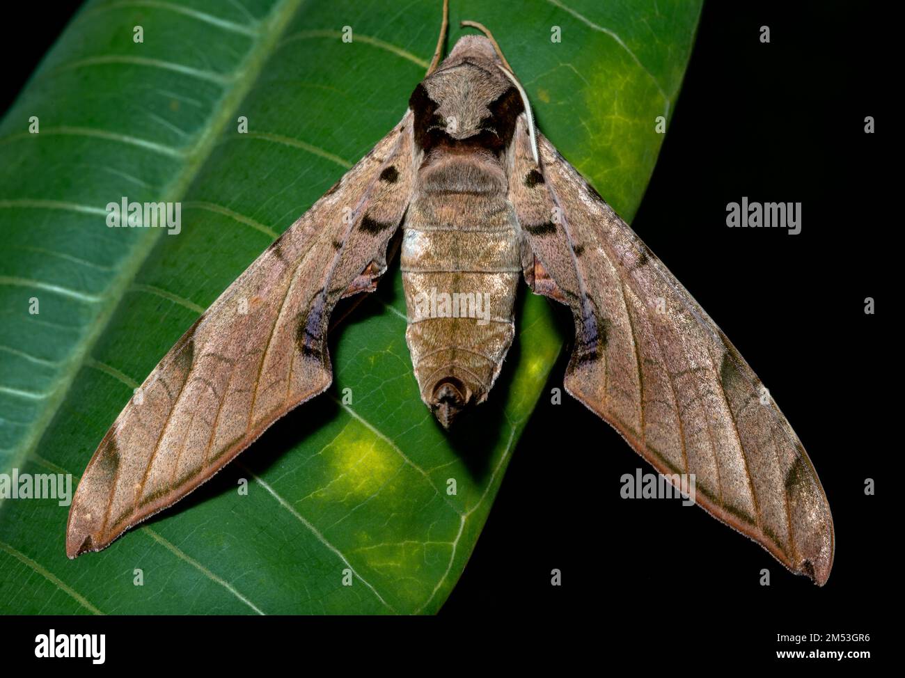 Brown striped moth hi-res stock photography and images - Alamy