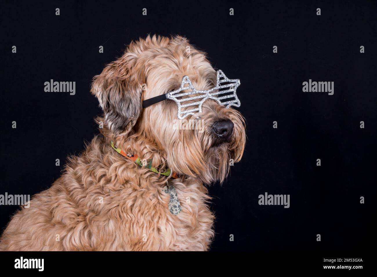 A closeup shot of an adorable Labradoodle wearing star shaped glass ...
