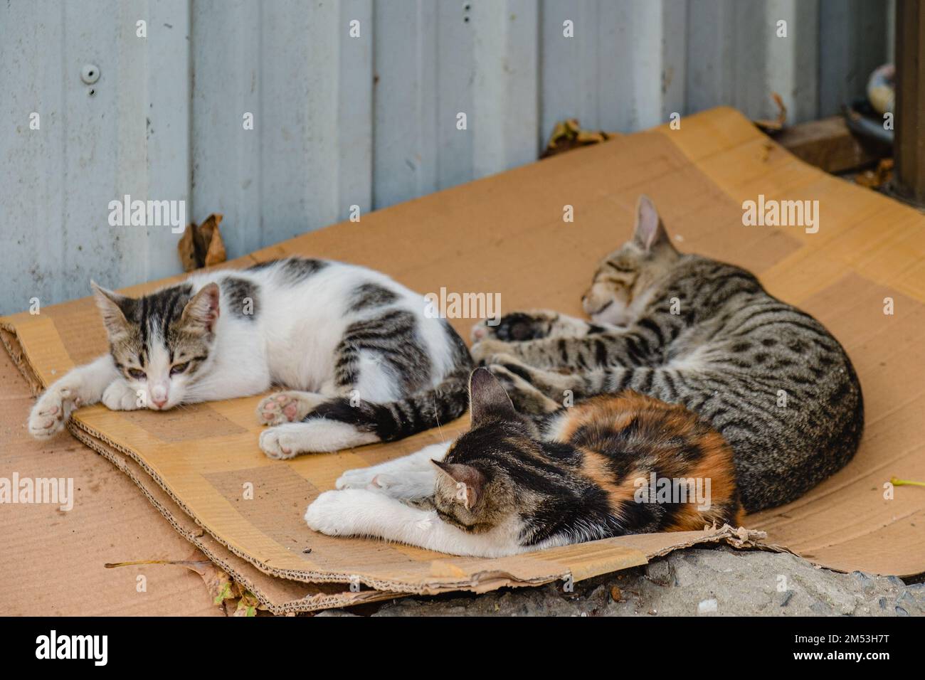 Homeless kittens sleep on cardboard by the wall Stock Photo - Alamy