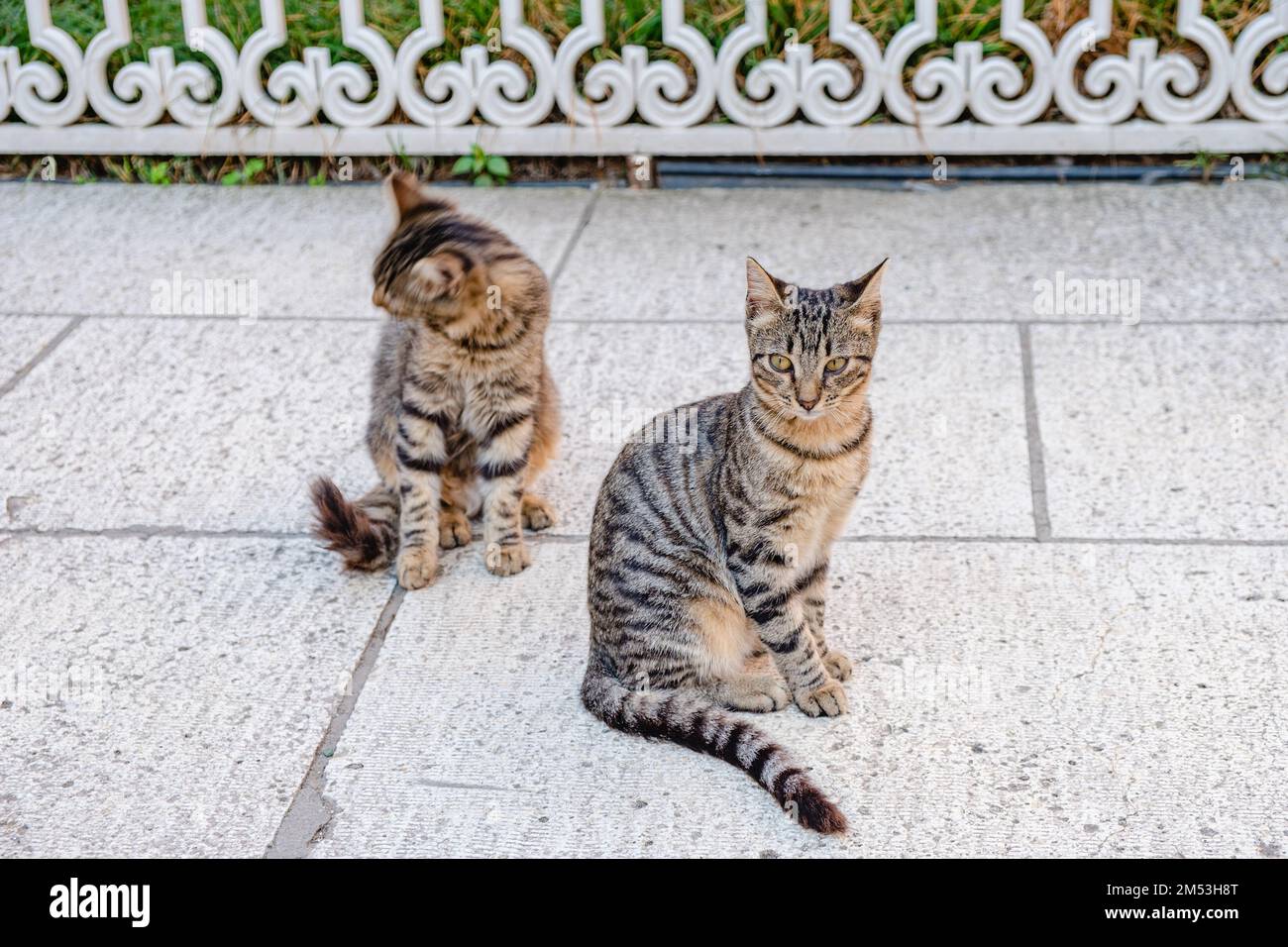 Young cats are sitting on the street Stock Photo - Alamy
