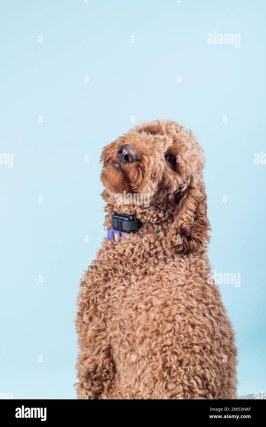 A vertical closeup portrait of fluffy Labradoodle dog posing on camera ...