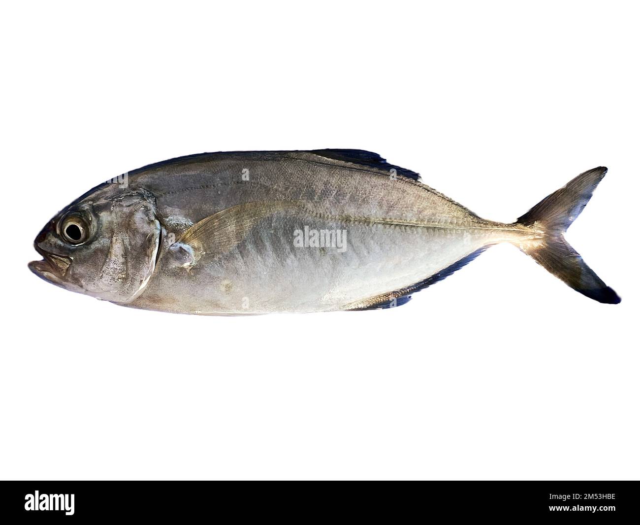 The close-up view of a Blue runner over the white background Stock ...
