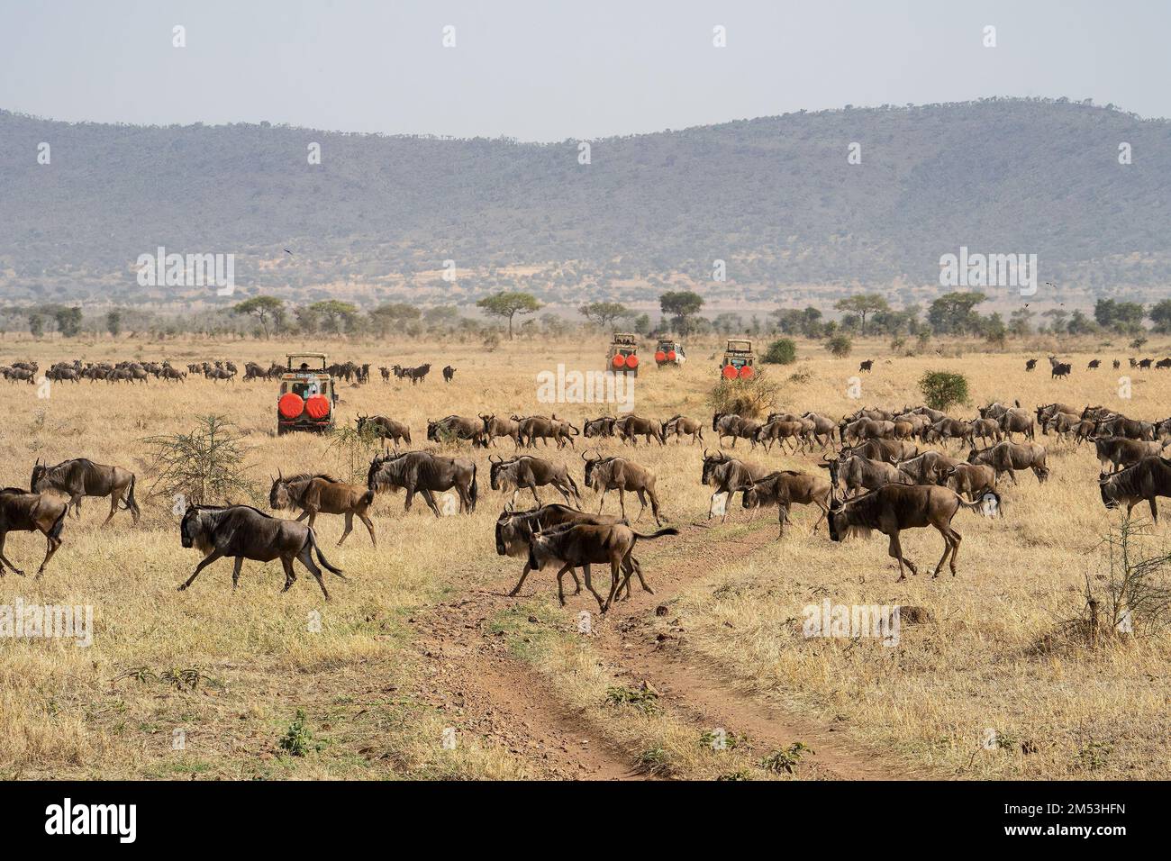 Safari vehicles and migrating herds of wildebeest in the serengeti ...