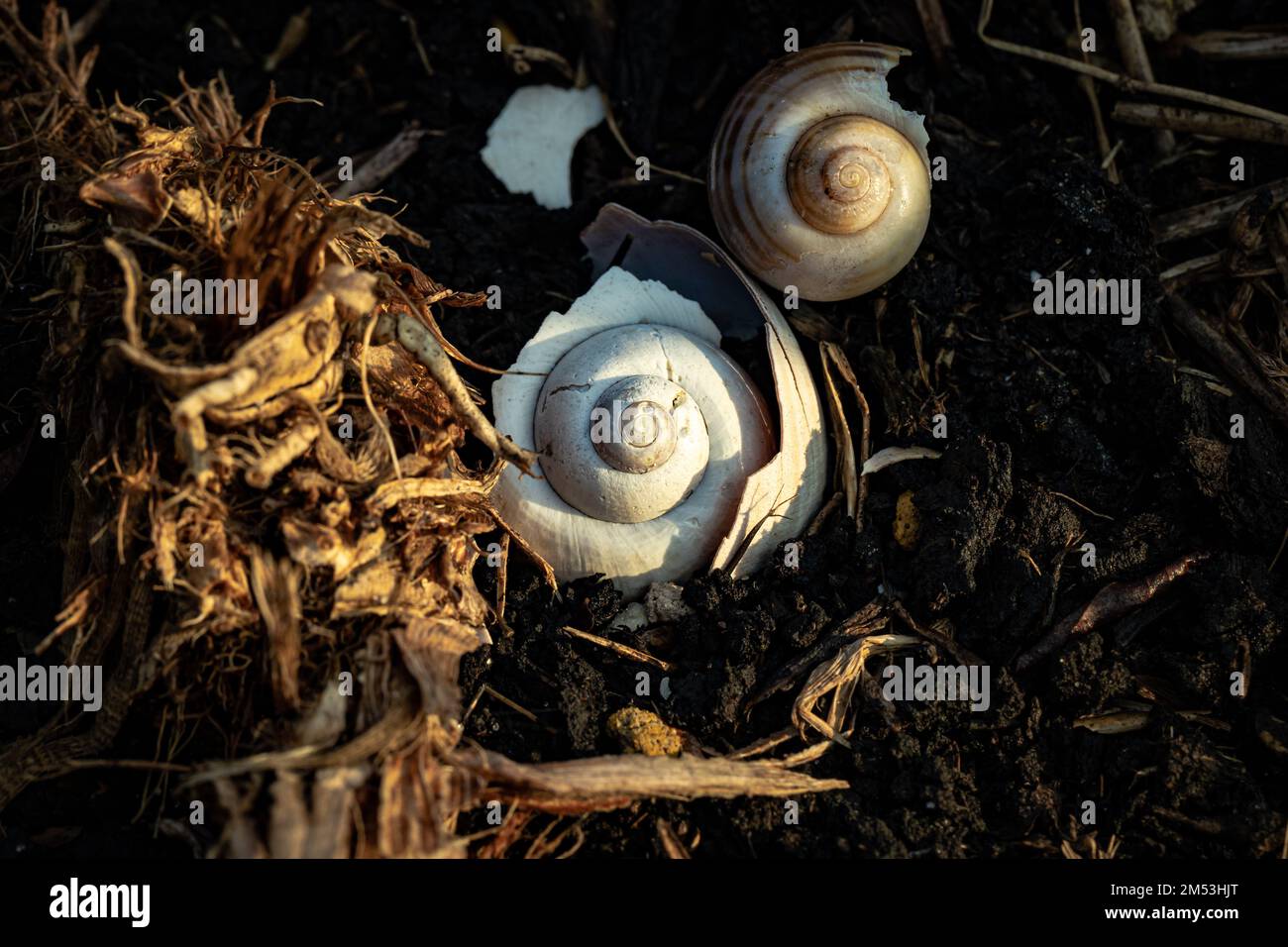 Broken snail shells hi-res stock photography and images - Alamy