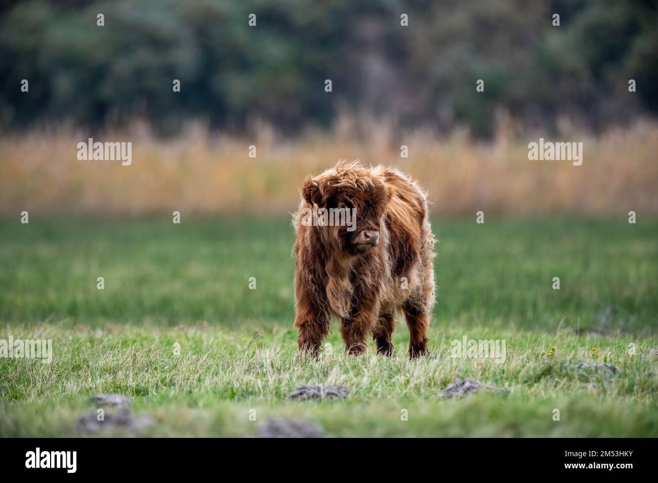 A Scottish furry highland calf, an adorable brown cub cow captured in a ...