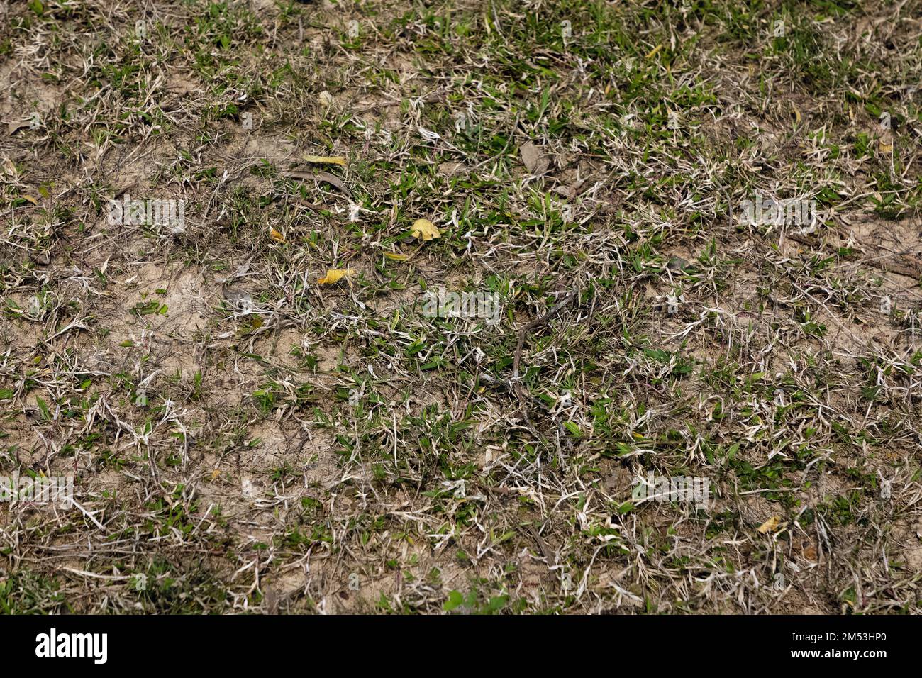 A background of dry grassland Stock Photo - Alamy