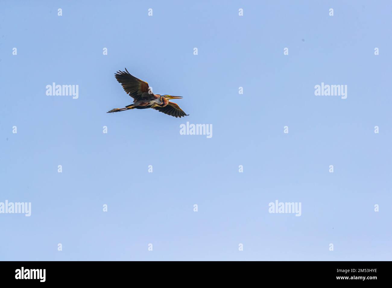 A purple heron flying with horizontal wings Stock Photo - Alamy