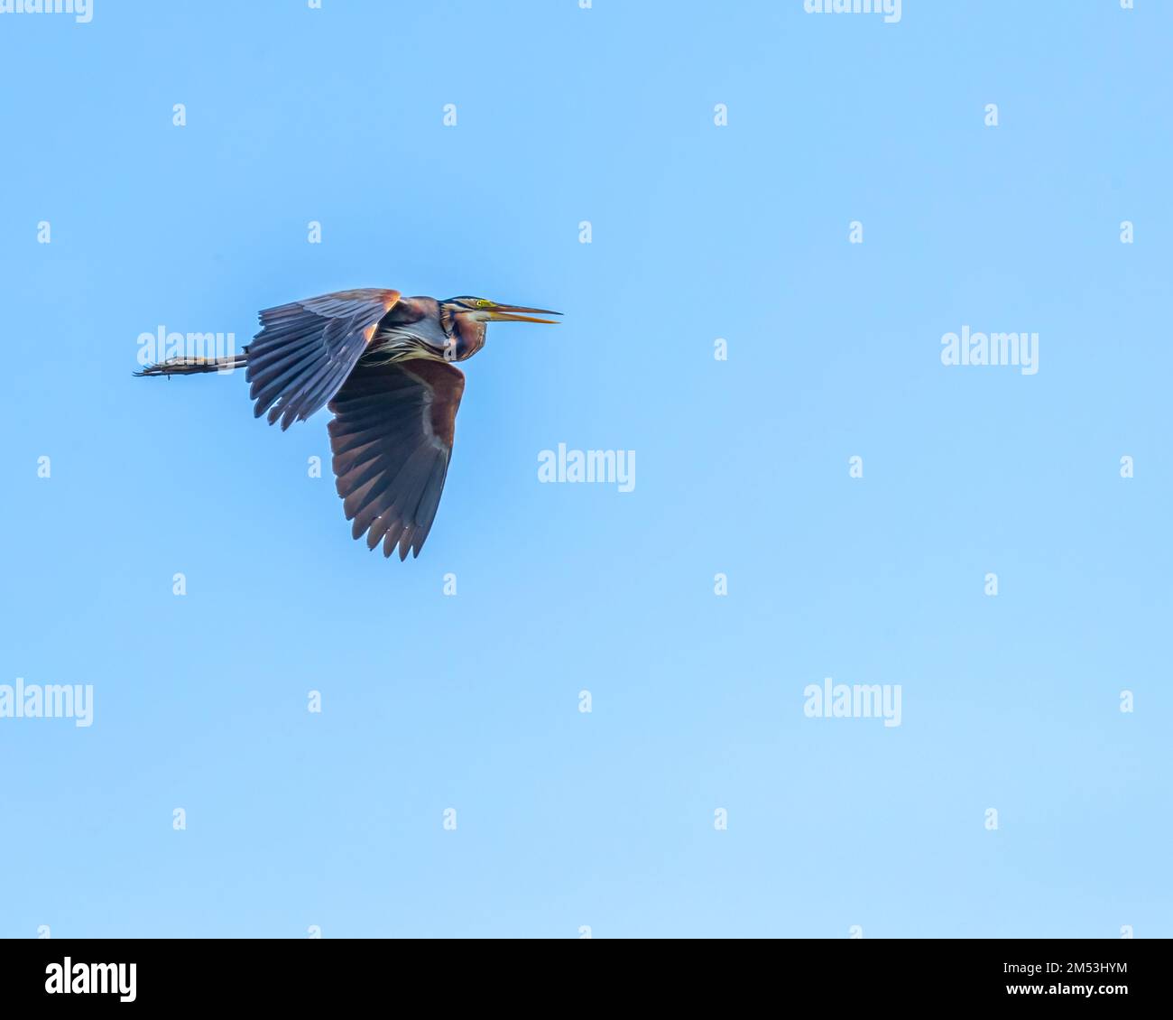 A Purple heron flying with wings down Stock Photo - Alamy