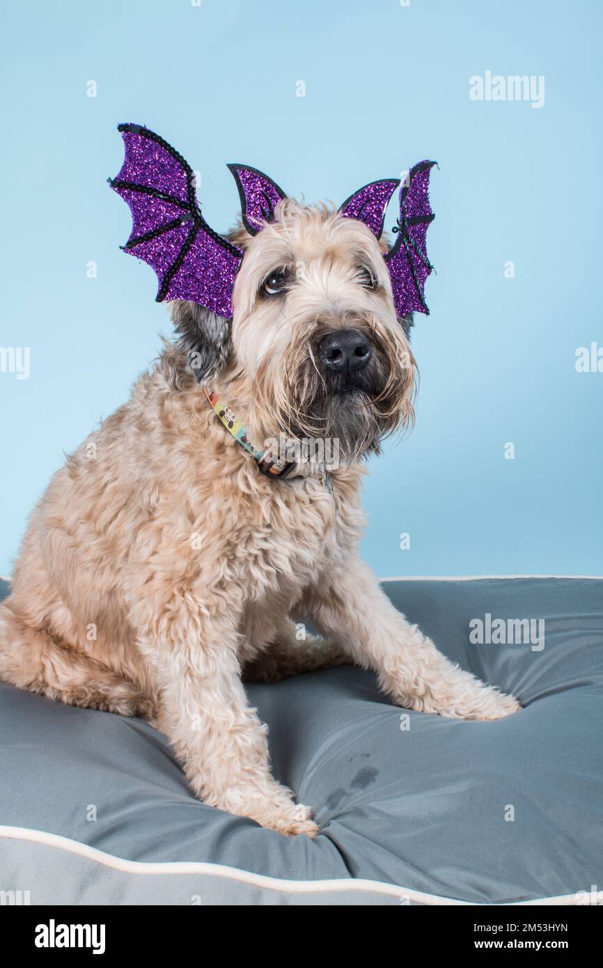 Vertical closeup portrait of fluffy Labradoodle dog in rim in form of ...