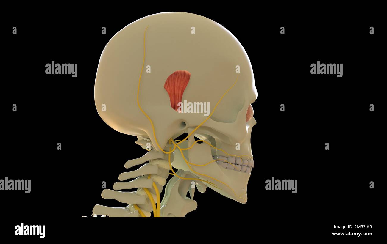 Superior Auricular Muscle anatomy for medical concept 3D illustration ...