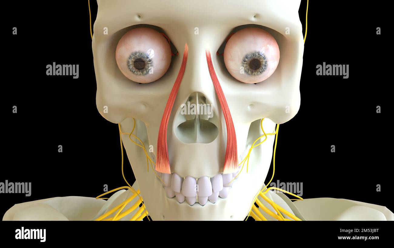 Levator Labii Superioris Muscle anatomy for medical concept 3D ...