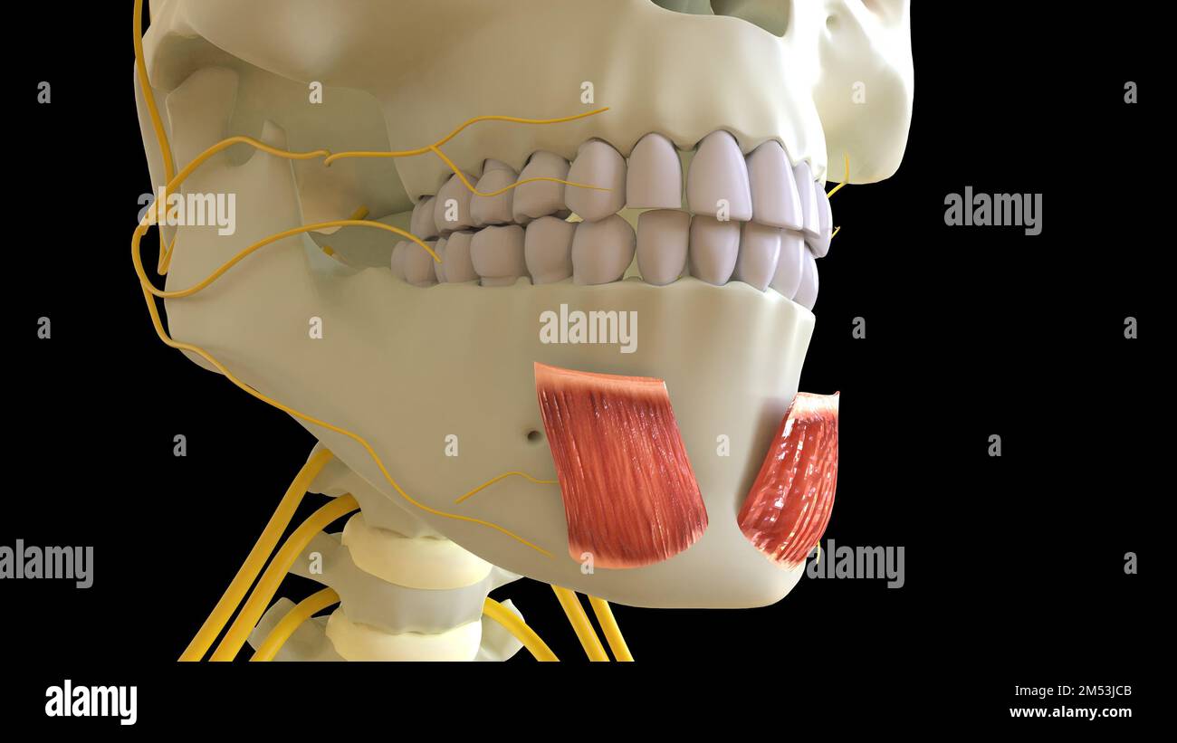 Mentalis Muscle anatomy for medical concept 3D illustration Stock Photo ...