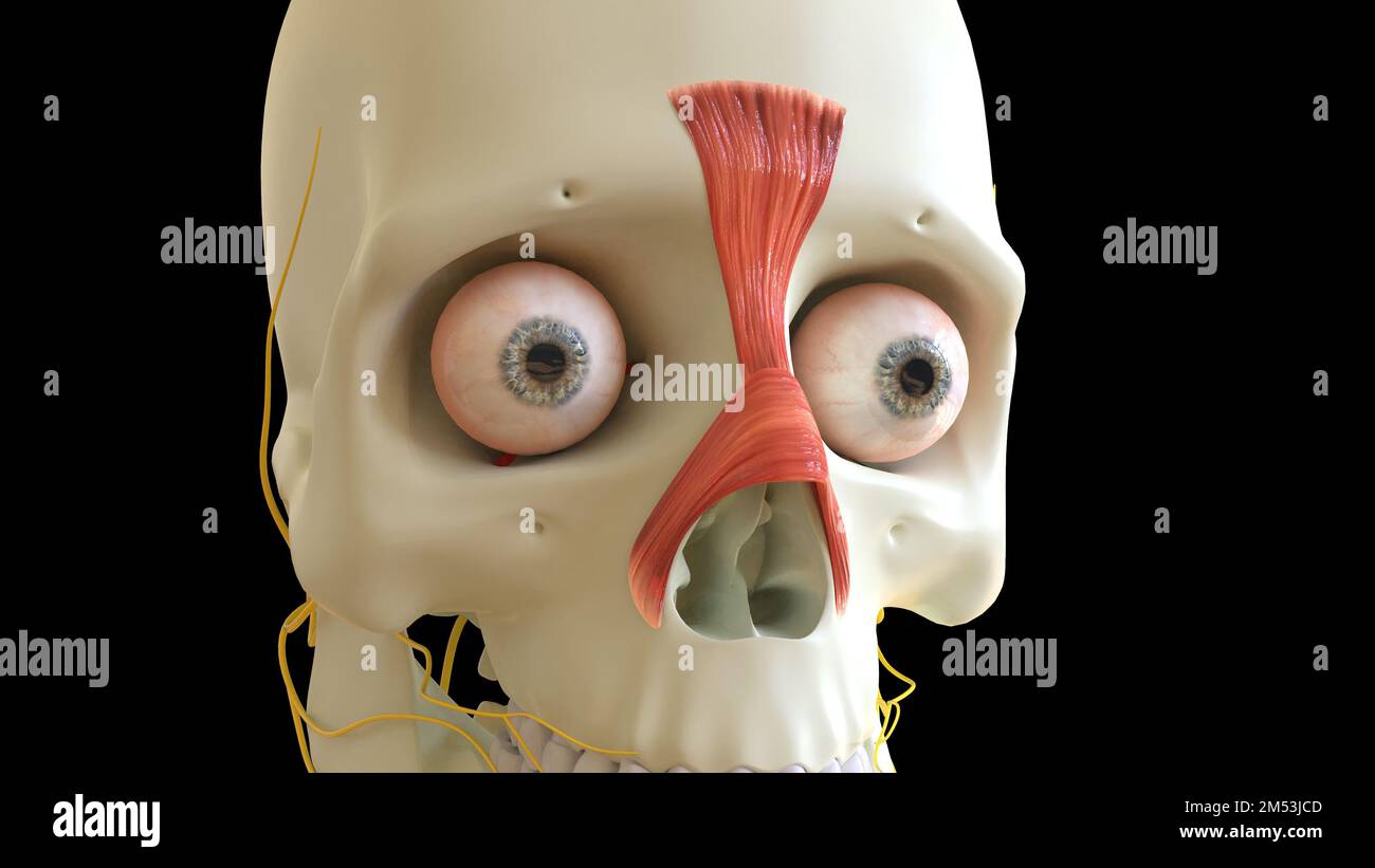 Procerus Muscle anatomy for medical concept 3D illustration Stock Photo ...