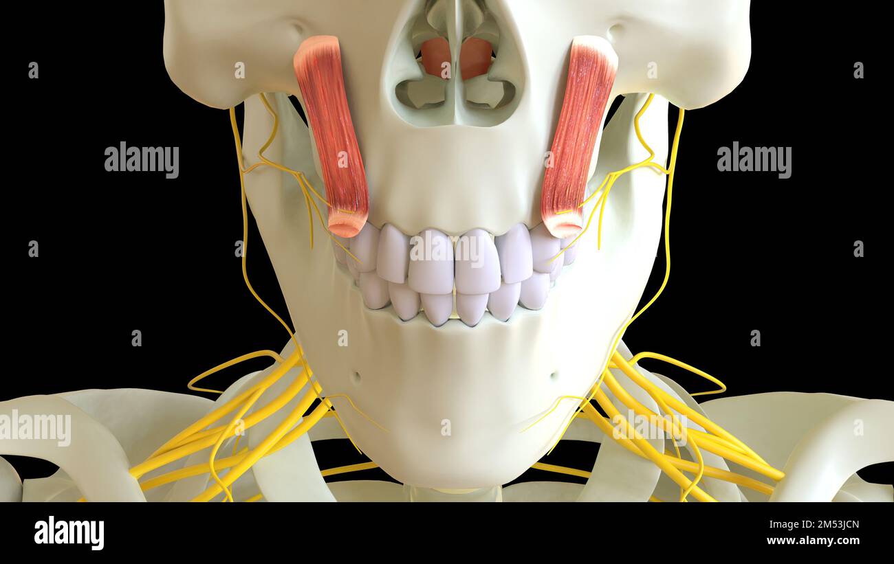 Levator Labii Superioris Muscle anatomy for medical concept 3D ...