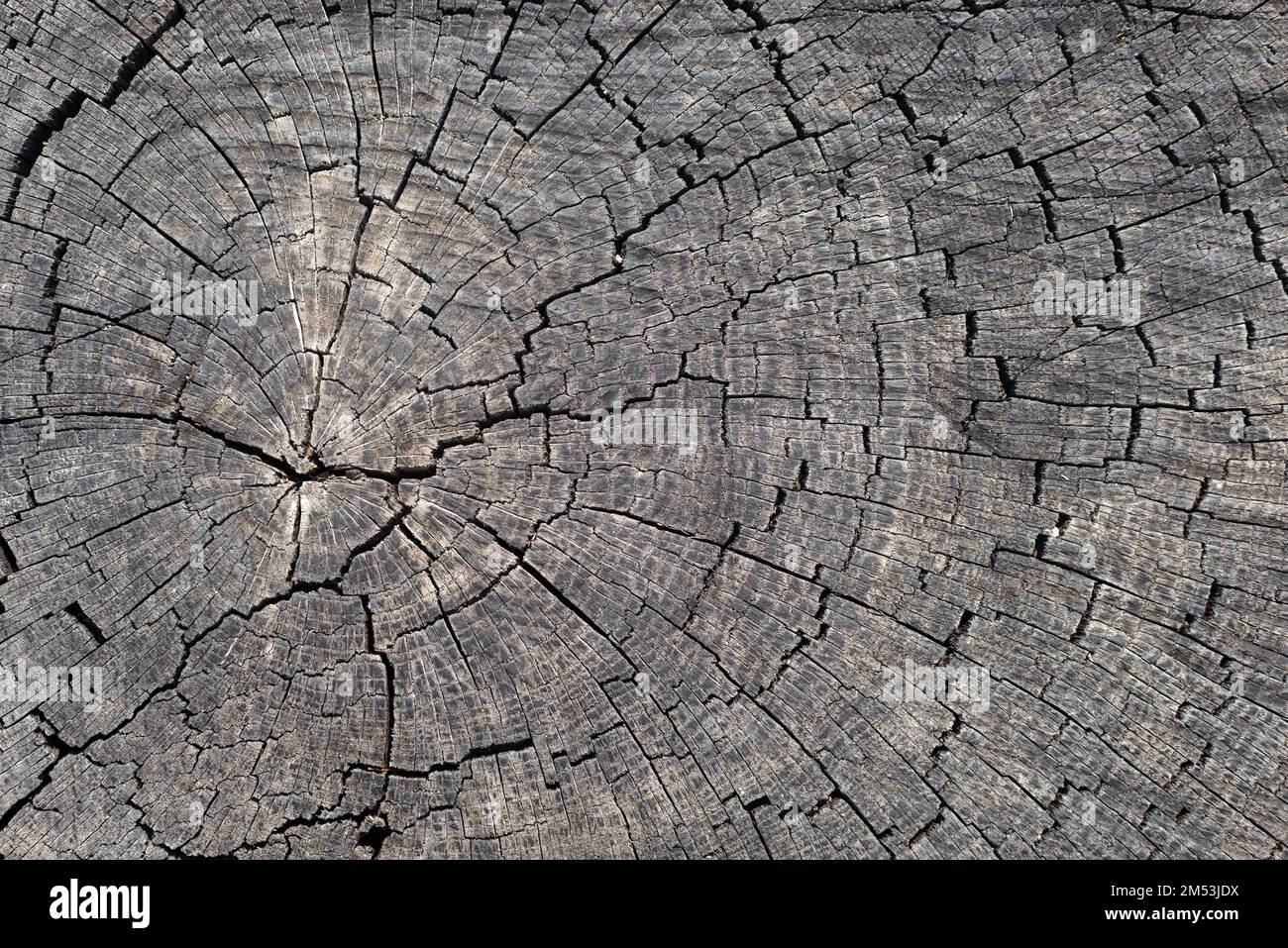 Tree rings old weathered wood texture with the cross section of a cut log Stock Photo - Alamy