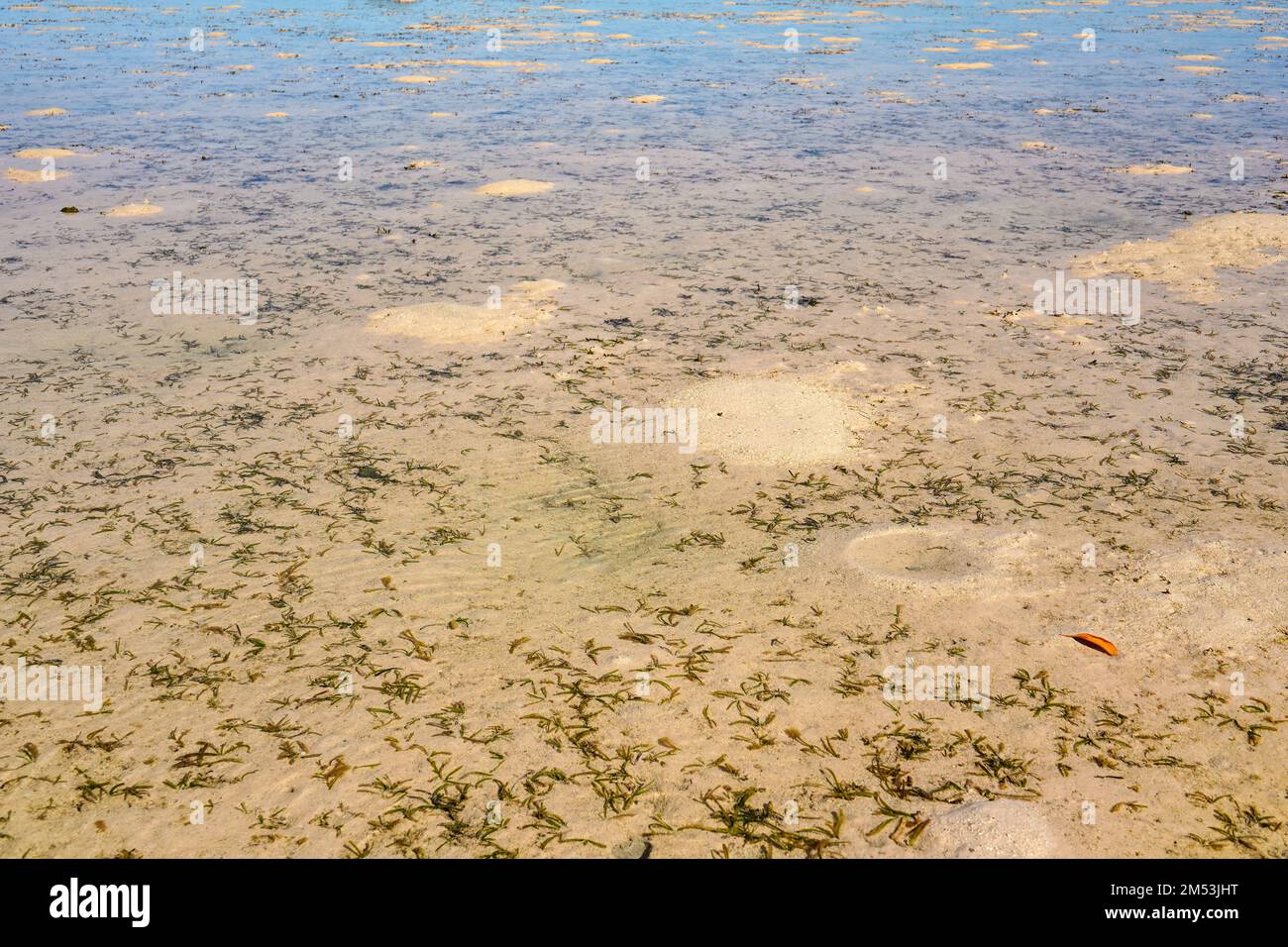 Sun shines to shallow sea during low tide, plants and sand visible ...