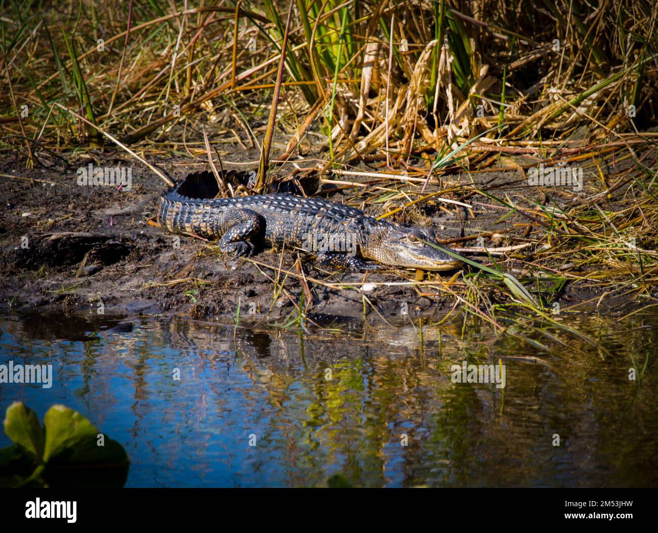 An American alligator (Alligator mississippiensis) moving around on the ...