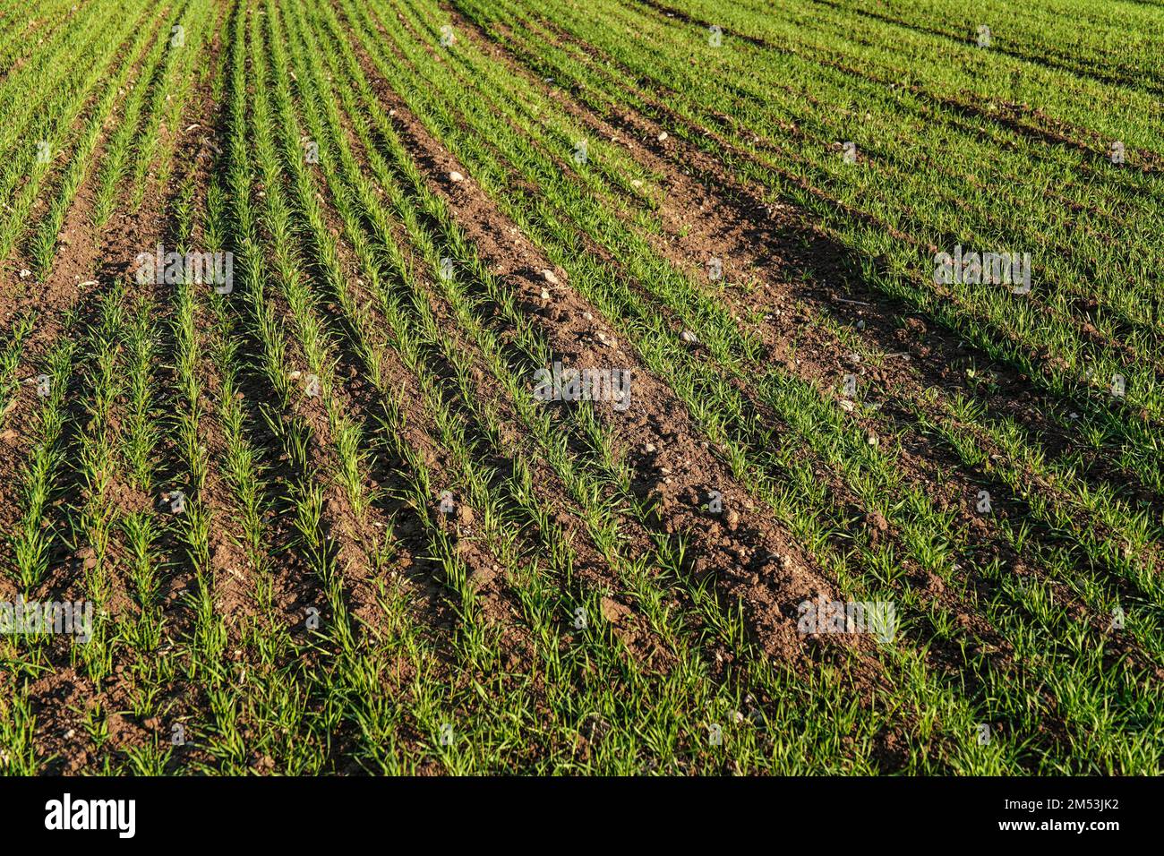 Spring filed with wheat seedlings forming regular lines Stock Photo - Alamy