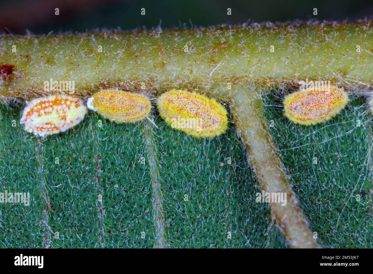 Seychelles scale, Icerya seychellarum (Hemiptera: Monophlebidae) is the ...