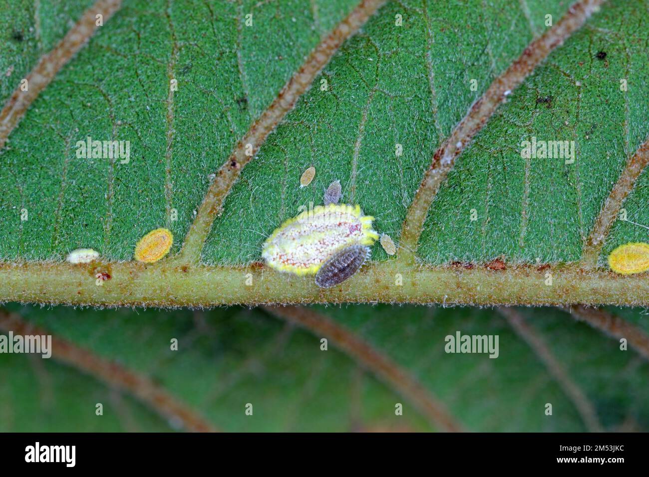 Seychelles scale, Icerya seychellarum (Hemiptera: Monophlebidae) is the ...