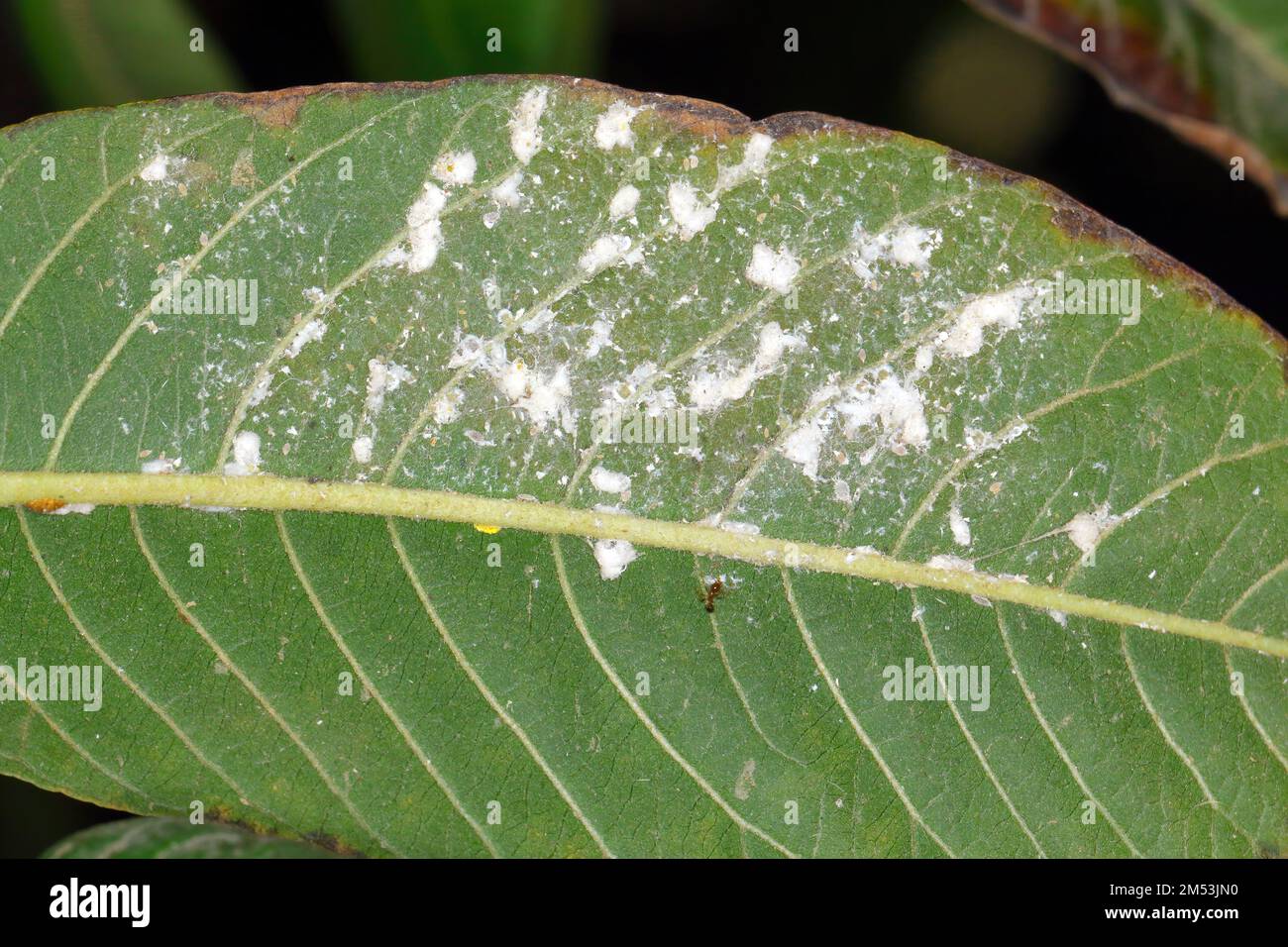 Seychelles scale, Icerya seychellarum (Hemiptera: Monophlebidae) is the ...