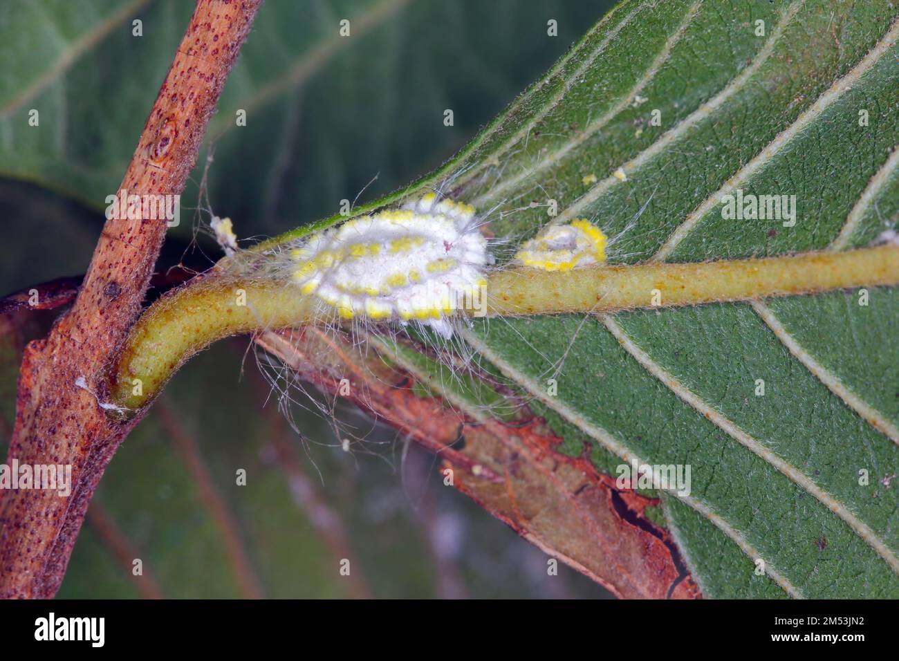 Seychelles scale, Icerya seychellarum (Hemiptera: Monophlebidae) is the ...