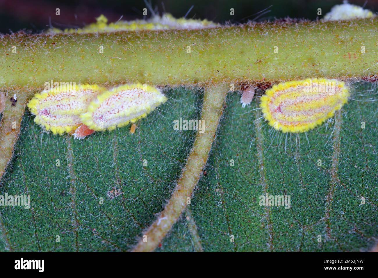 Seychelles scale, Icerya seychellarum (Hemiptera: Monophlebidae) is the ...