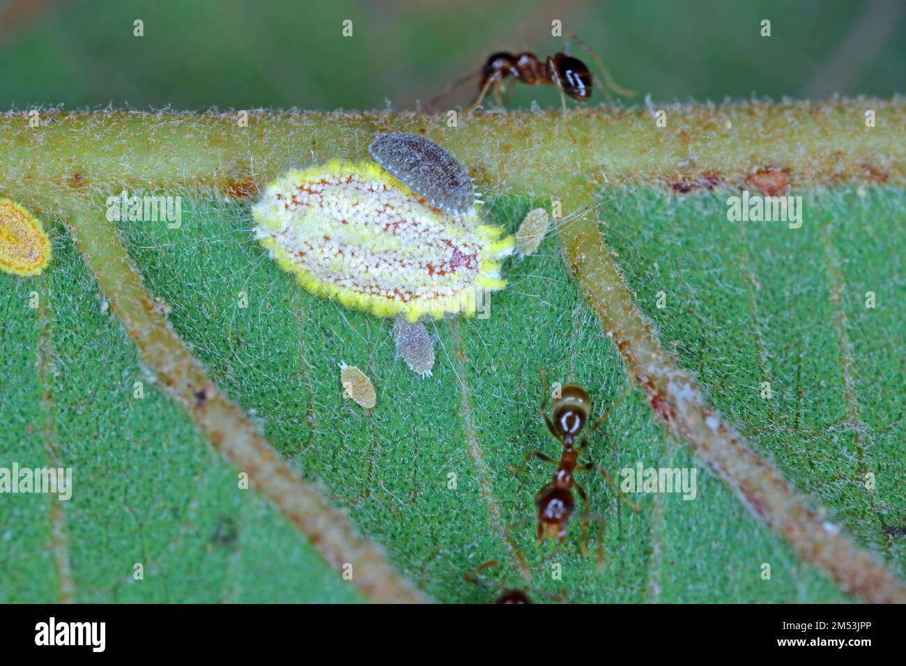 Seychelles scale, Icerya seychellarum (Hemiptera: Monophlebidae) is the ...