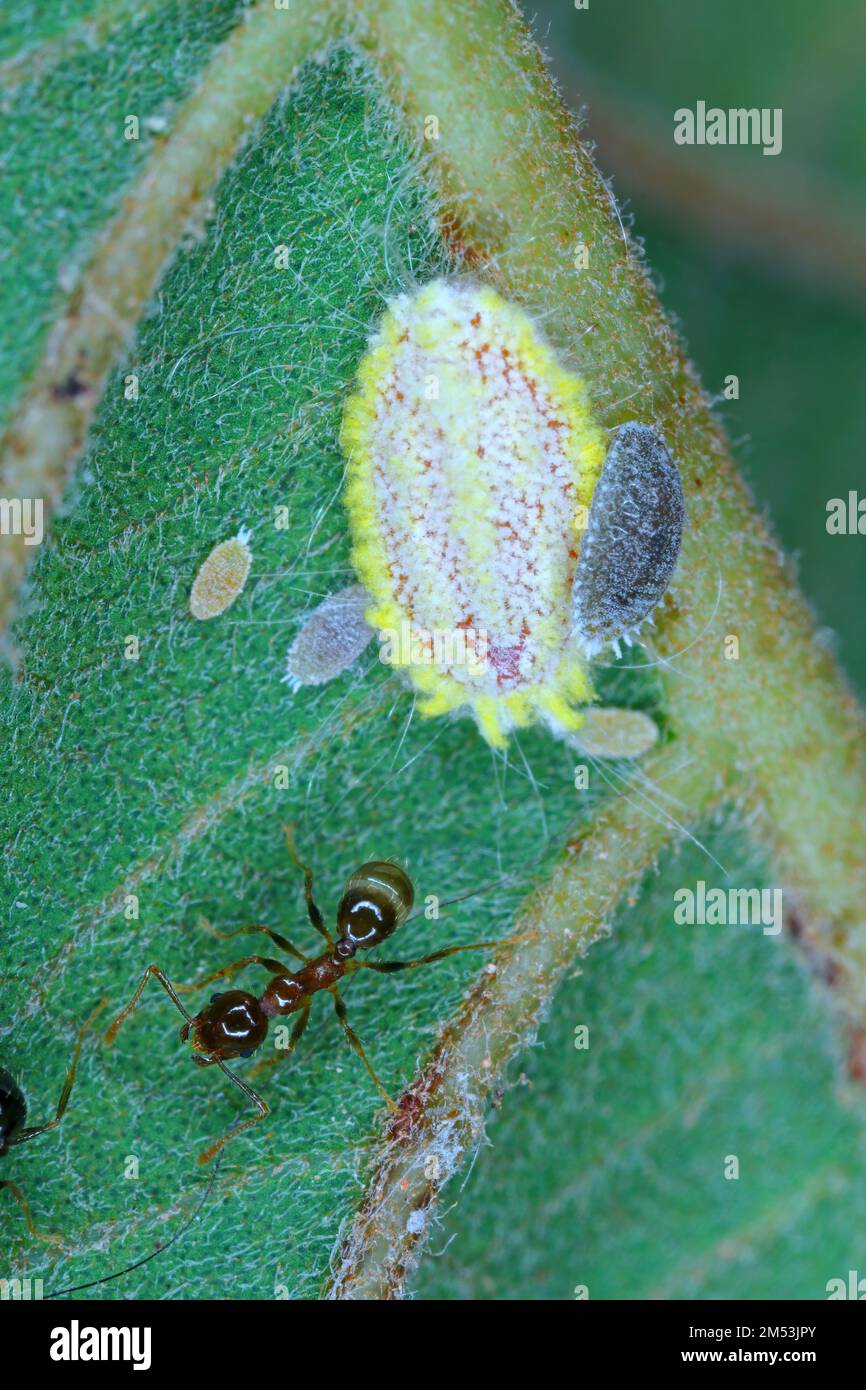Seychelles scale, Icerya seychellarum (Hemiptera: Monophlebidae) is the ...