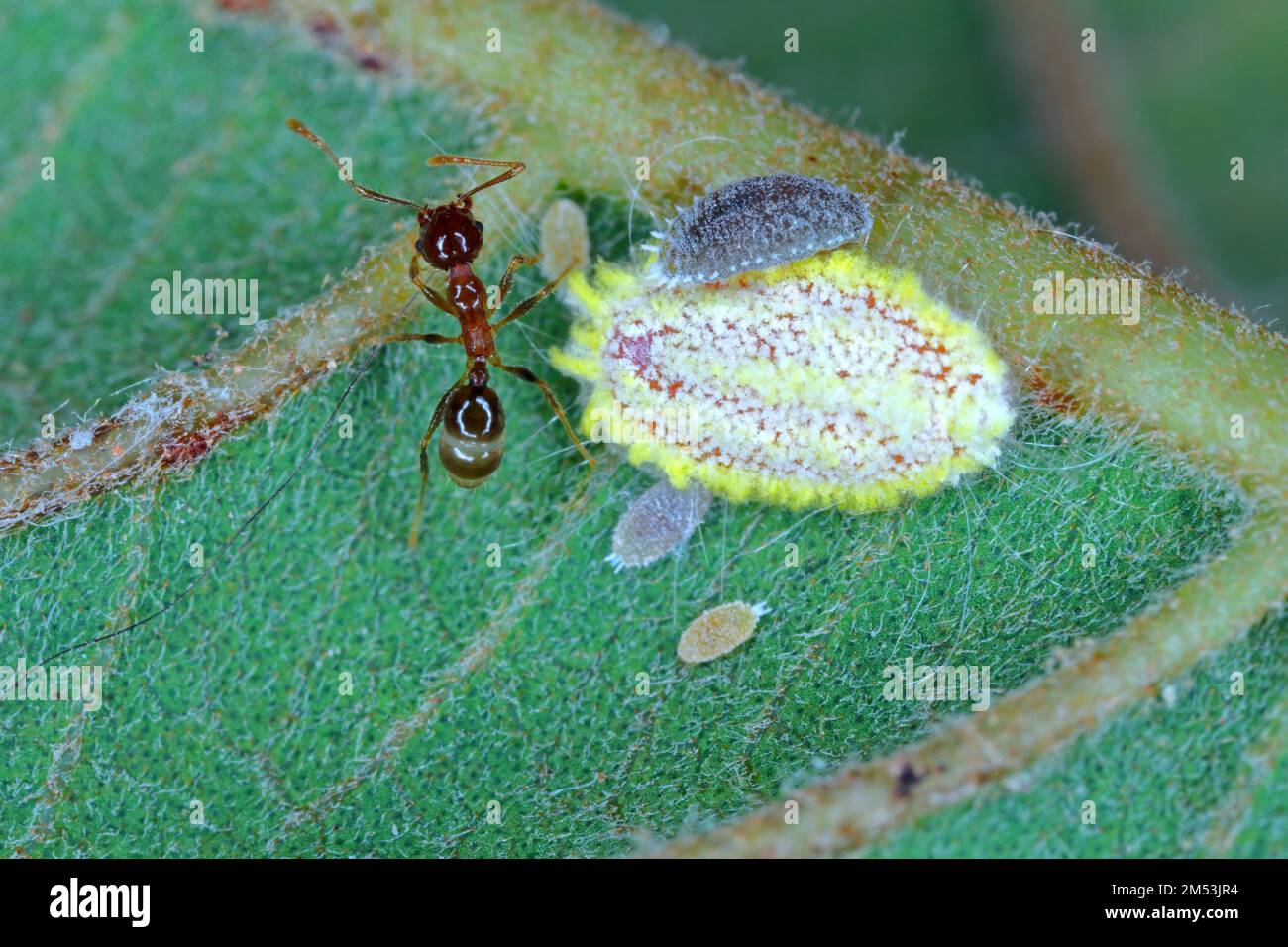 Seychelles scale, Icerya seychellarum (Hemiptera: Monophlebidae) is the ...