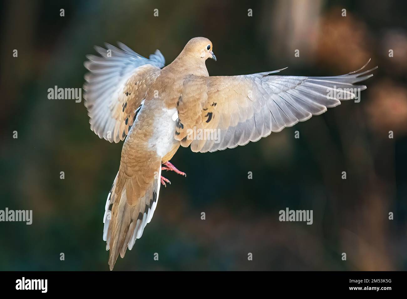 Mourning Dove In Flight