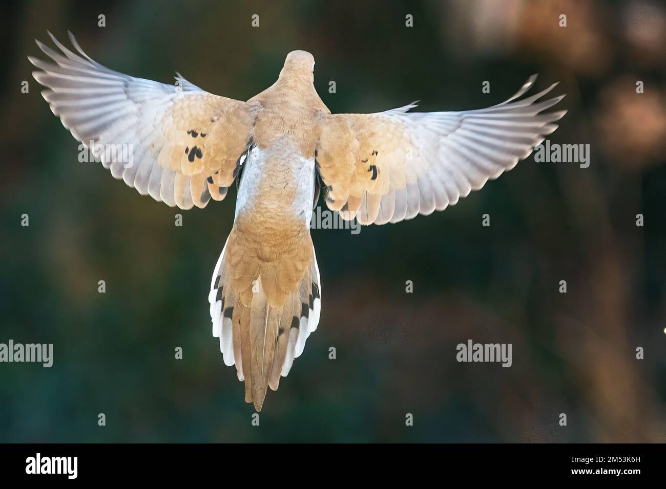 Mourning Dove flight Stock Photo - Alamy