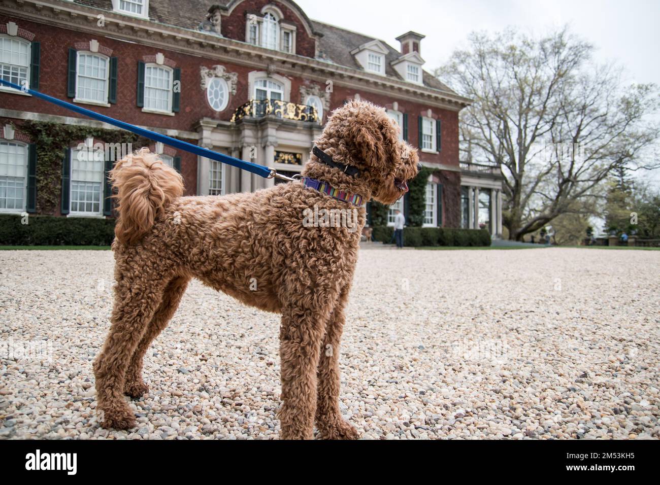 Labradoodle side view hi-res stock photography and images - Alamy