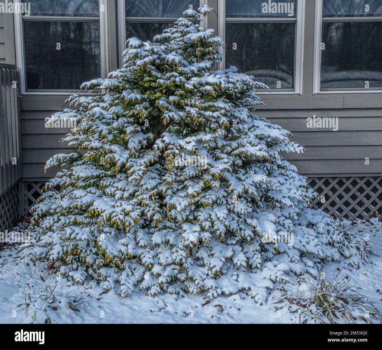 Snow on a large evergreen bush which birds go inside for shelter in the ...
